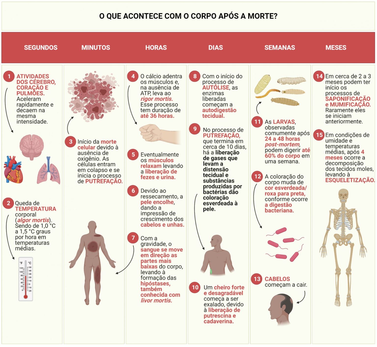 O que acontece com o corpo após a morte? – Mundiblue